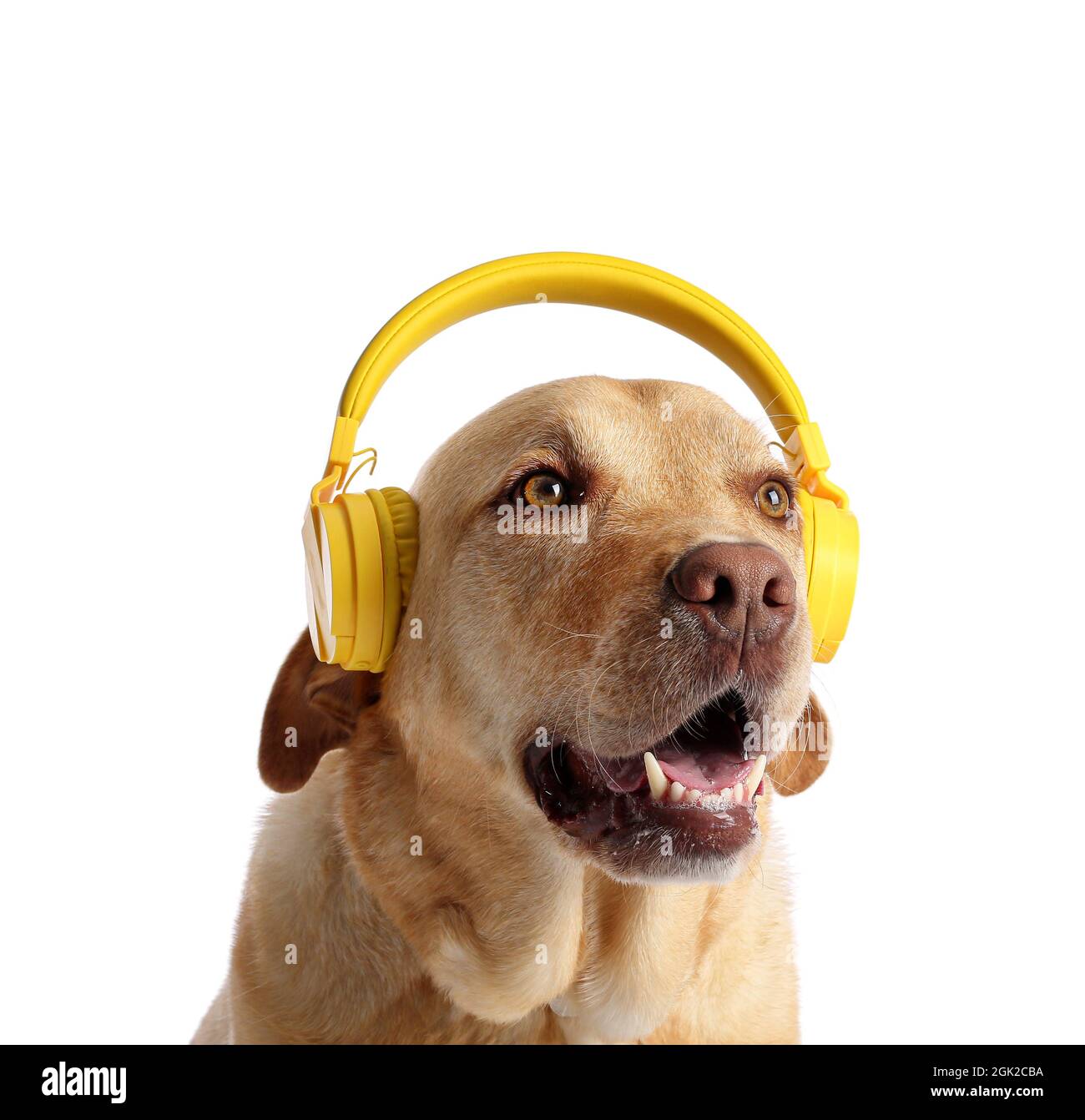Cute dog with headphones on white background Stock Photo - Alamy