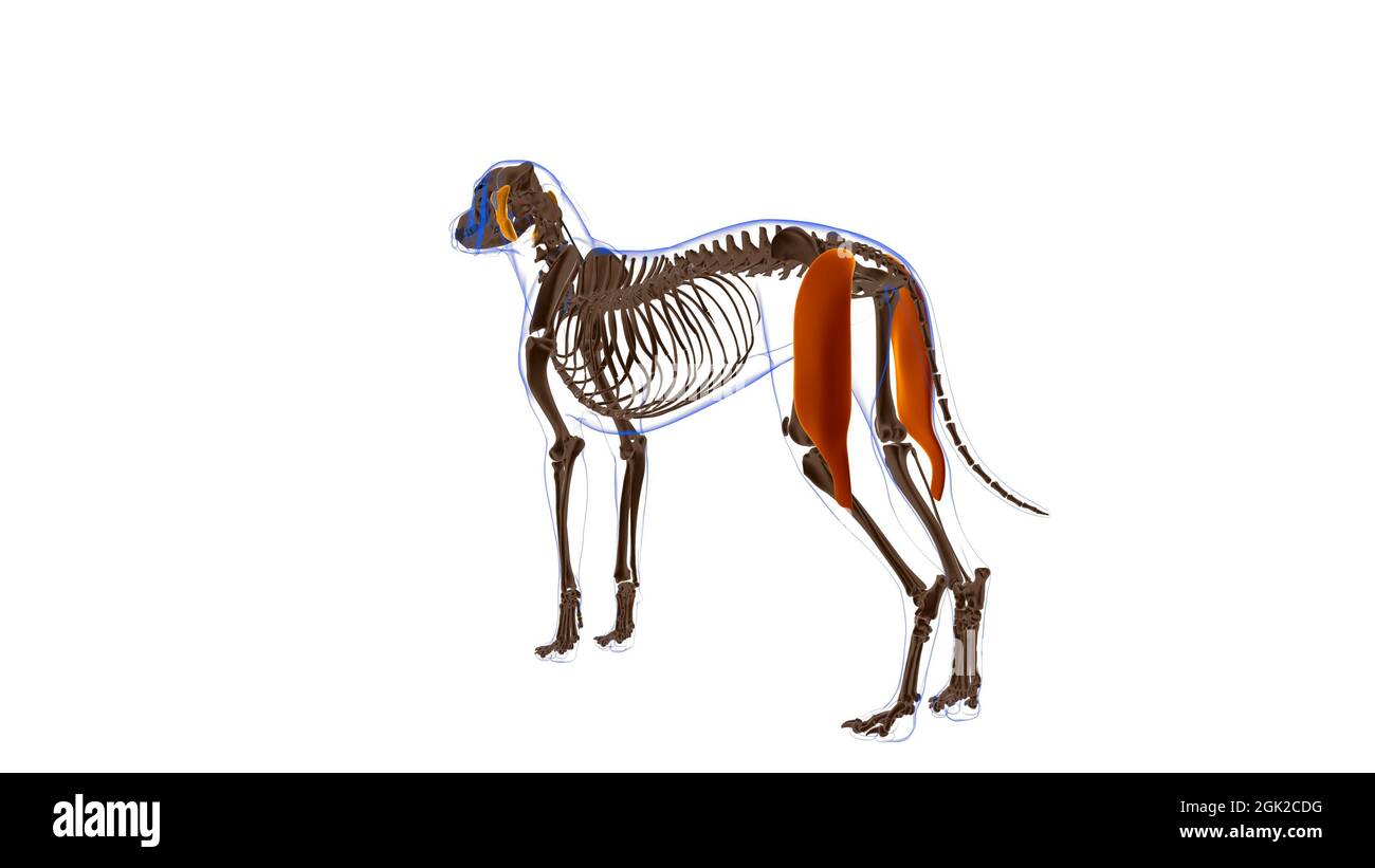 Biceps Femoris muscle Dog muscle Anatomy For Medical Concept 3D ...