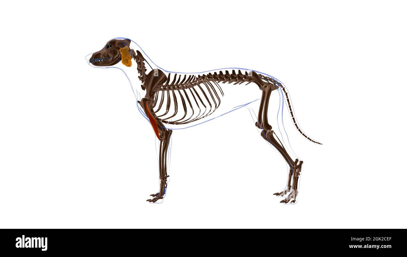 Brachialis muscle Dog muscle Anatomy For Medical Concept 3D ...
