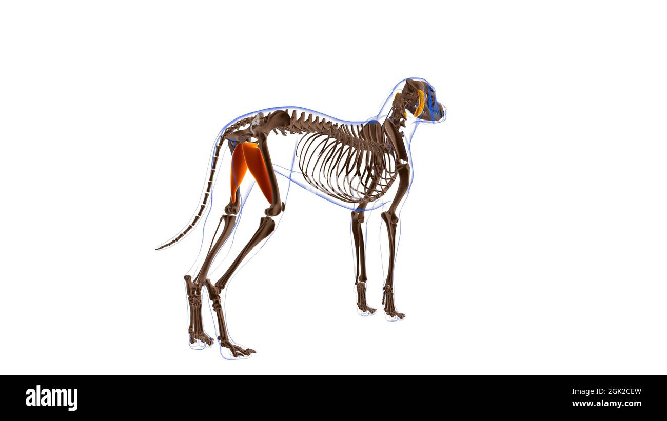 Adductor muscle Dog muscle Anatomy For Medical Concept 3D Illustration ...
