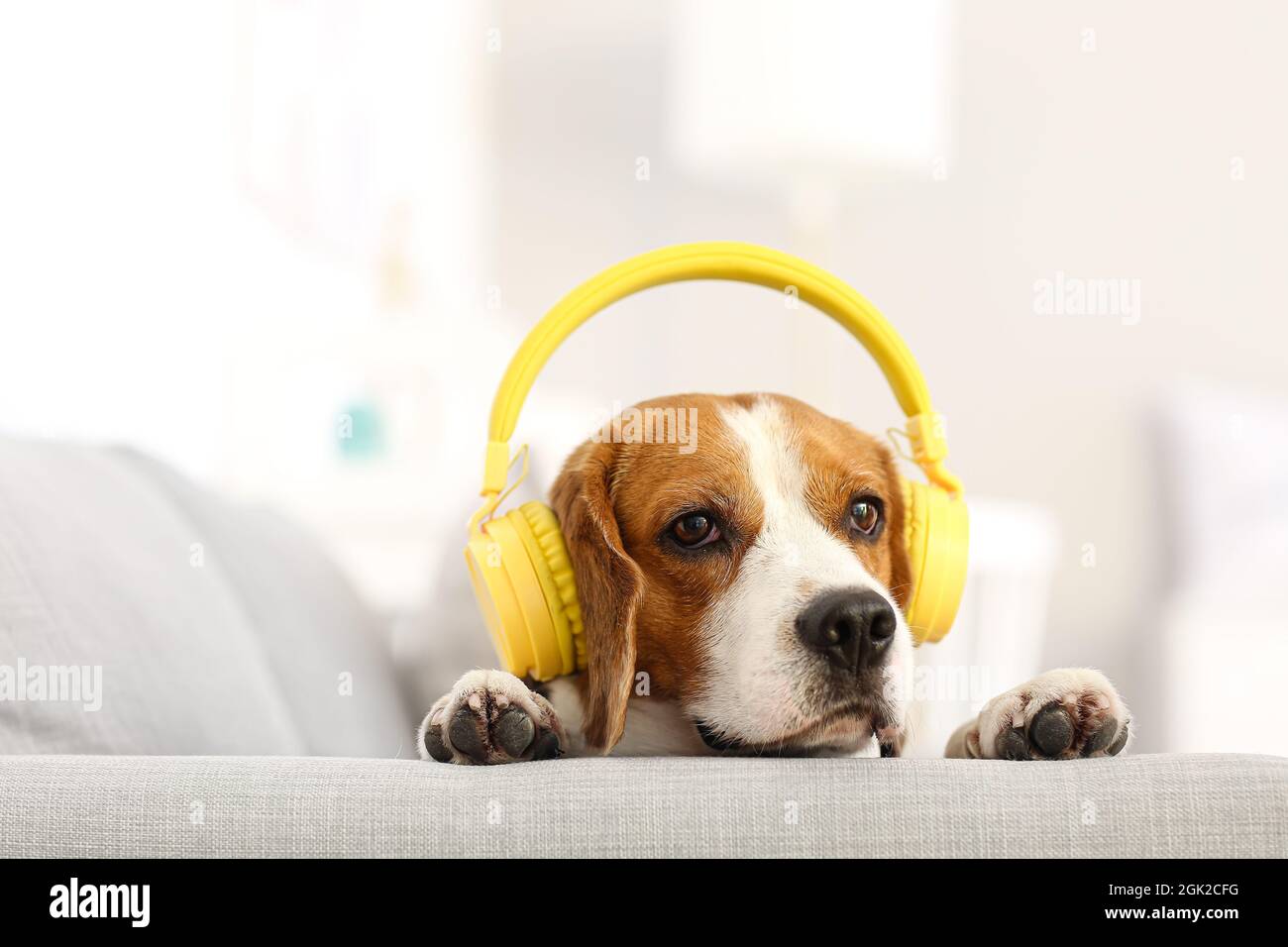 Cute Beagle dog listening to music at home Stock Photo - Alamy