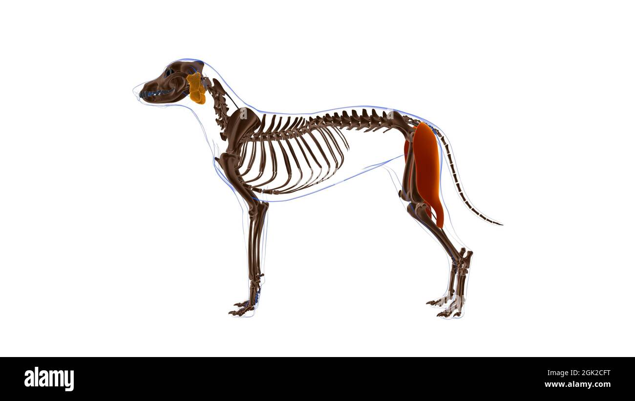 Biceps Femoris muscle Dog muscle Anatomy For Medical Concept 3D ...