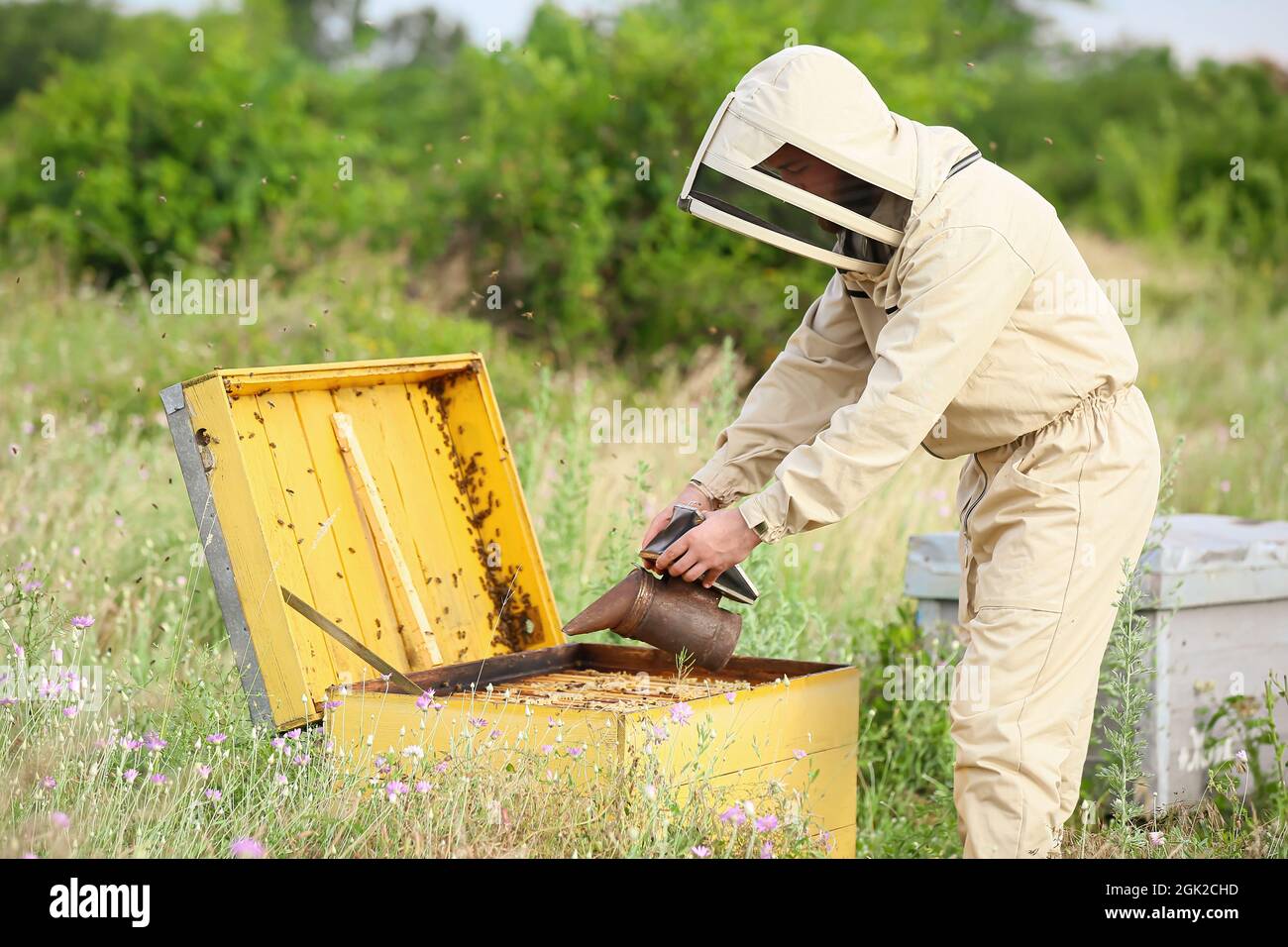 Female beekeeper working at apiary Stock Photo - Alamy