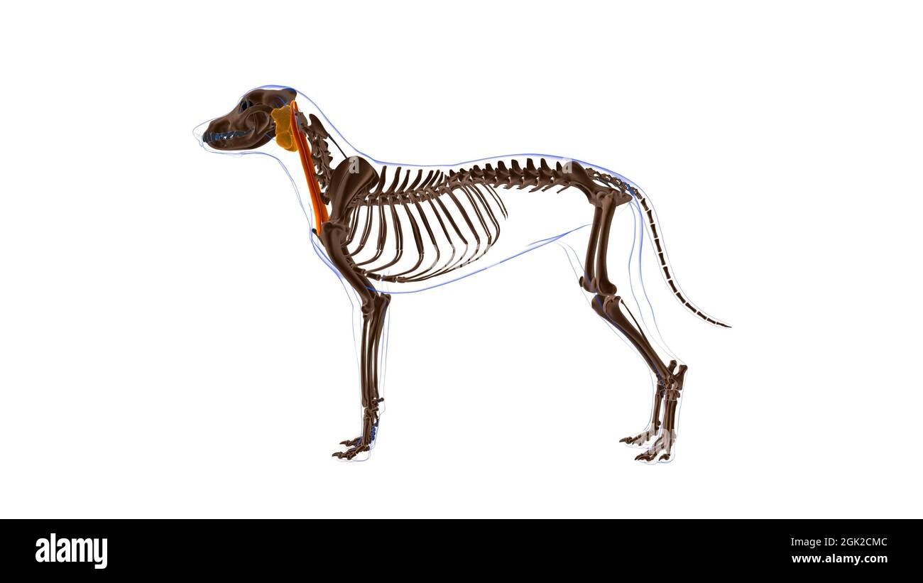 Cleidomastoideus muscle Dog muscle Anatomy For Medical Concept 3D ...