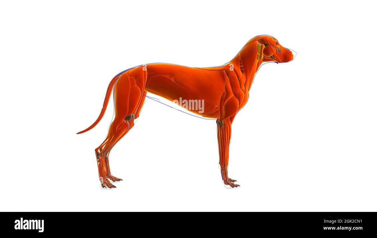 Dog Muscle Dog muscle Anatomy For Medical Concept 3D Illustration Stock ...