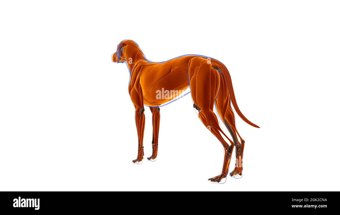Dog Muscle Dog muscle Anatomy For Medical Concept 3D Illustration Stock ...