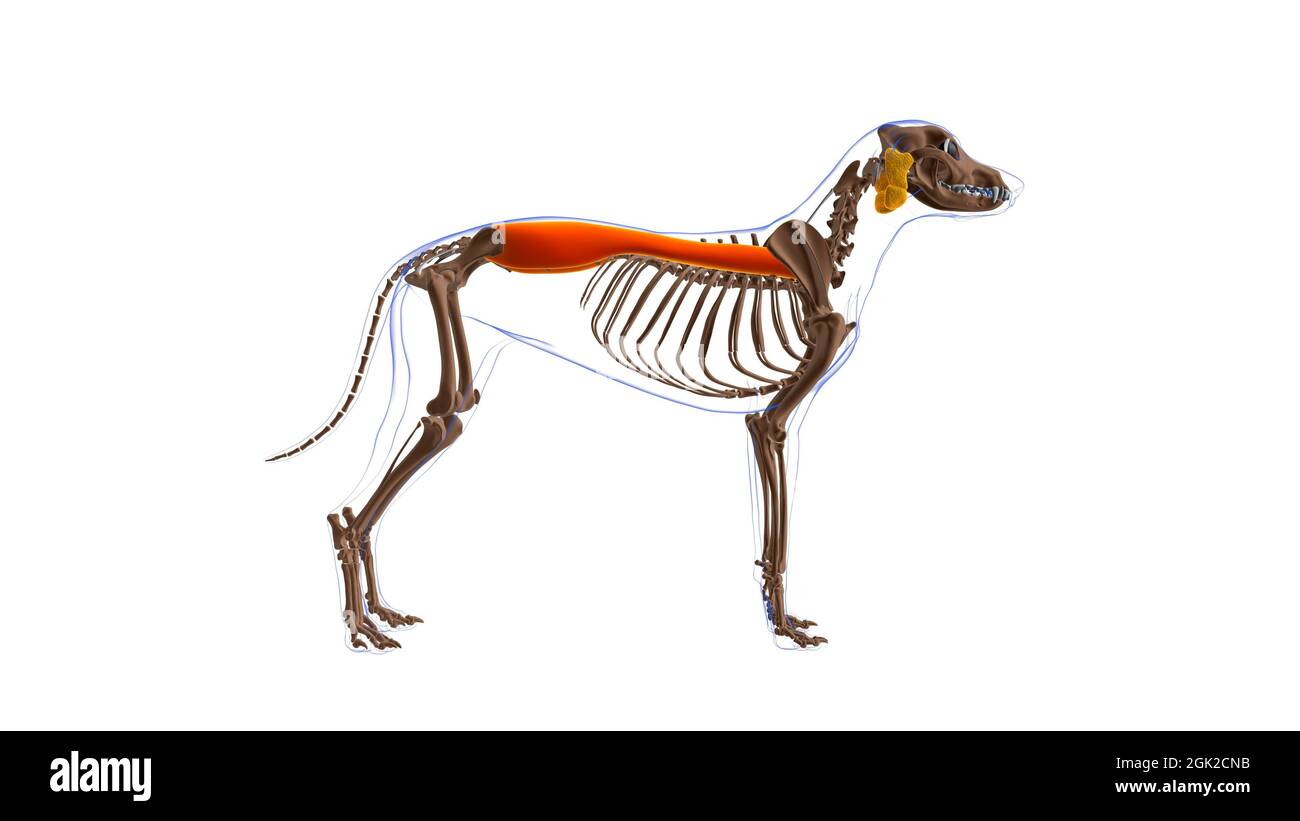 Multifidus And Erector Spinae