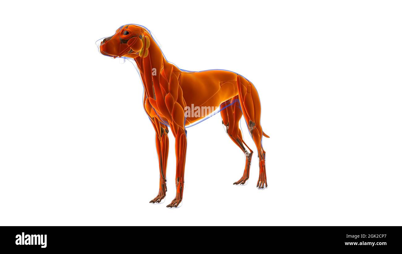Dog Muscle Dog muscle Anatomy For Medical Concept 3D Illustration Stock ...