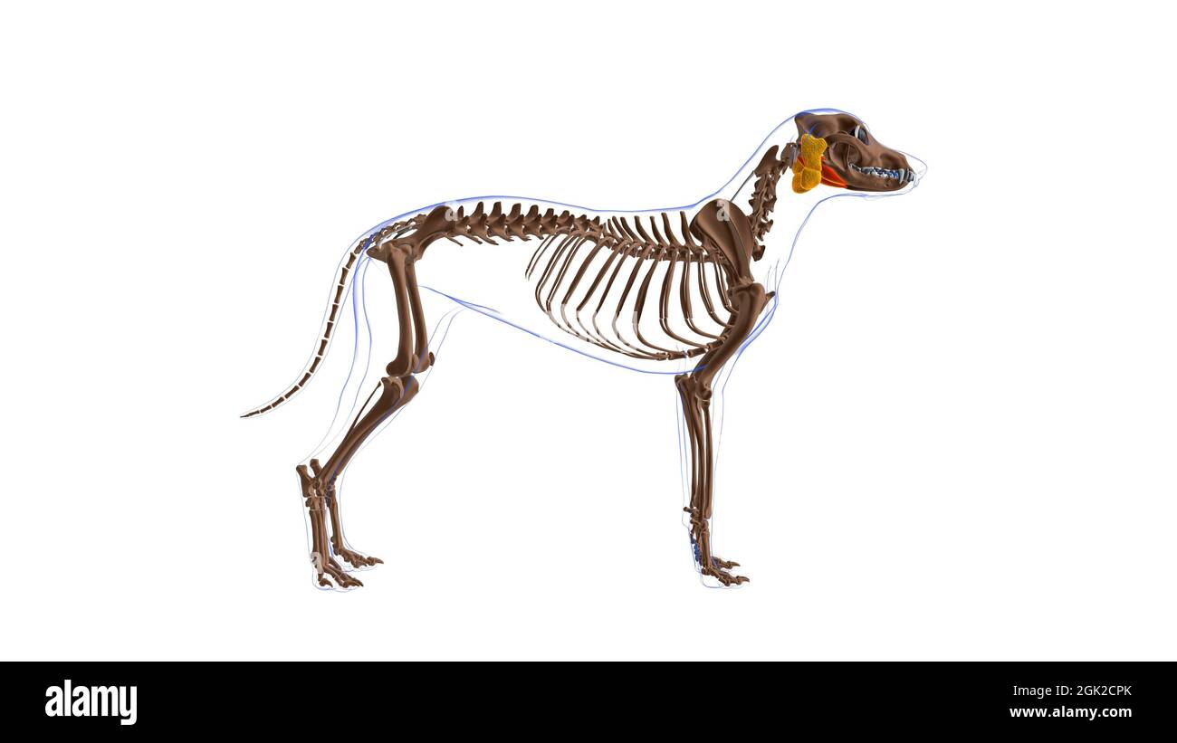 Digastric muscle Dog muscle Anatomy For Medical Concept 3D Illustration ...