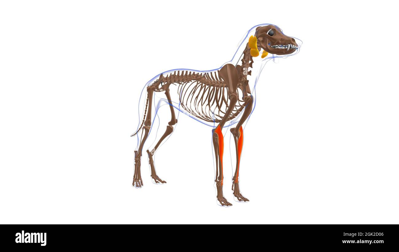 Extensor carpi radialis brevis muscle hi-res stock photography and ...