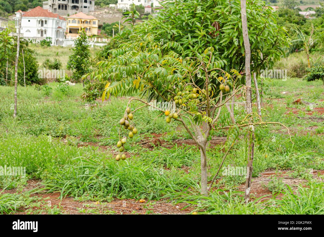 June plums are hanging and falling from the slender branches of a small ...