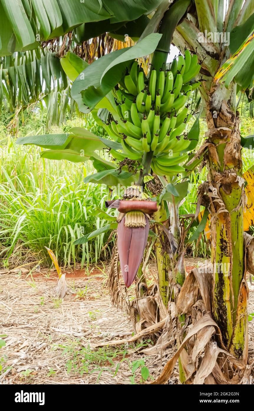 Indian dwarf banana hi-res stock photography and images - Alamy