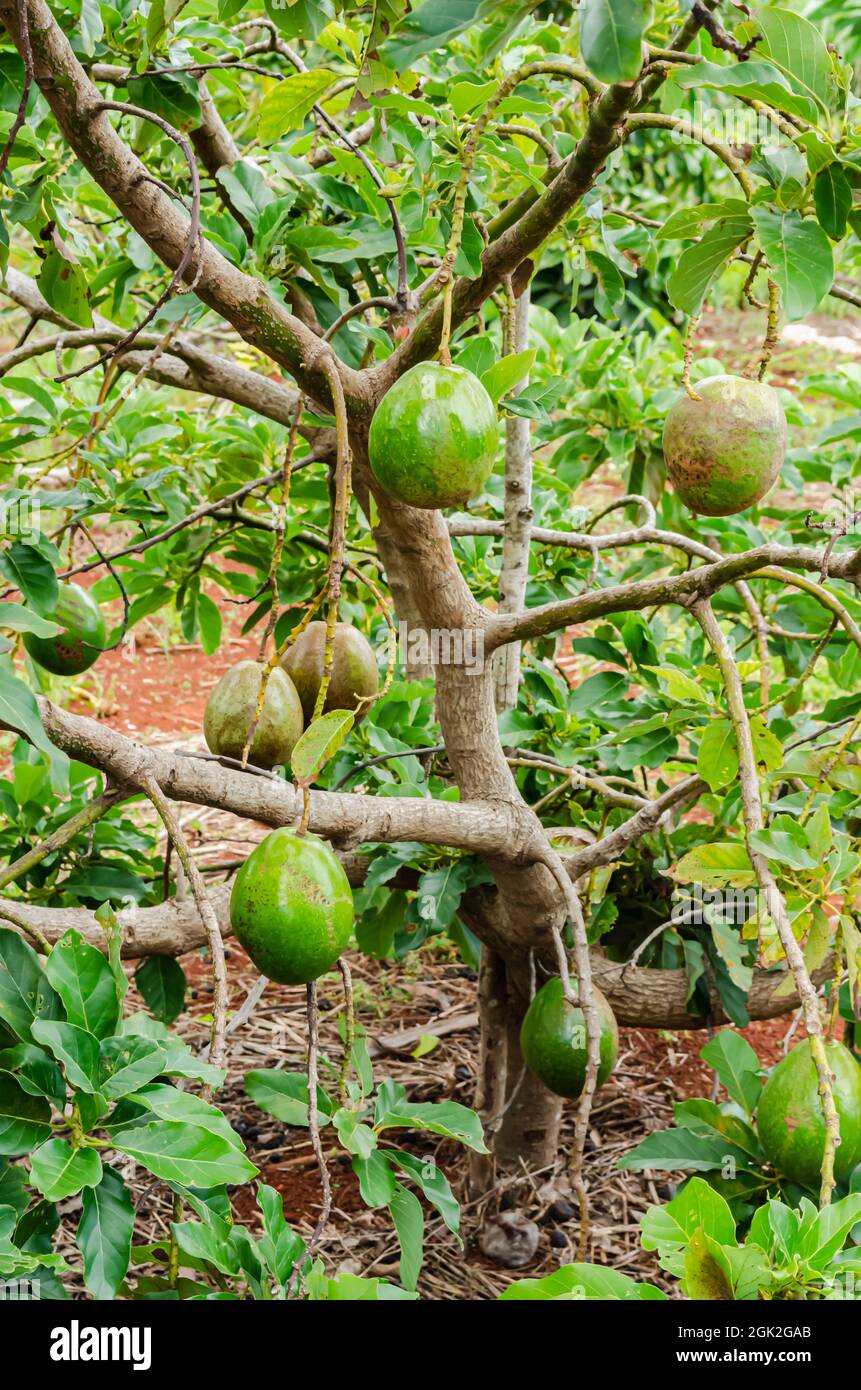 A short avocado pear tree is with large pear hanging close to the ...