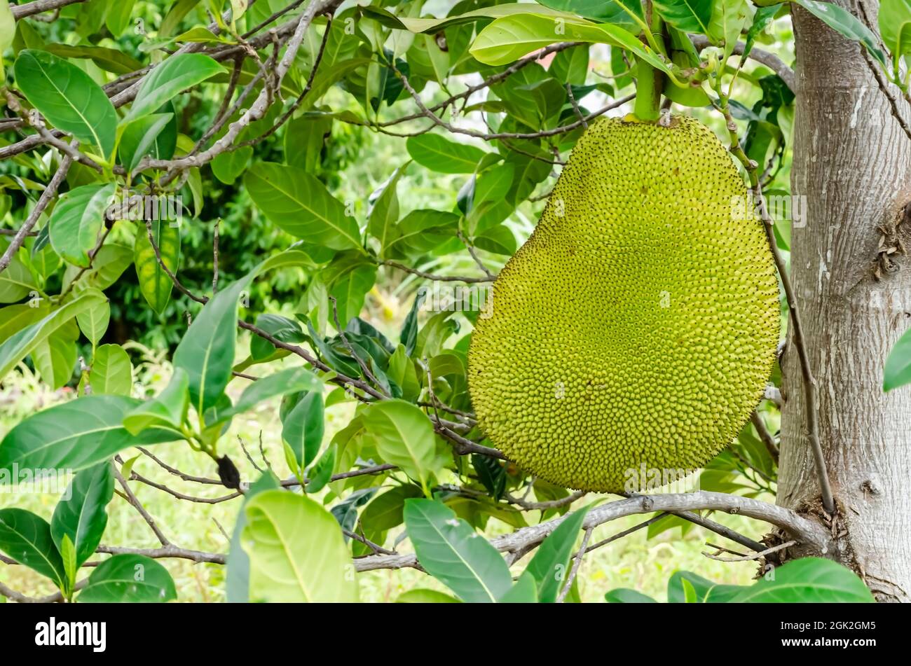 West indian fruit trees hi-res stock photography and images - Alamy