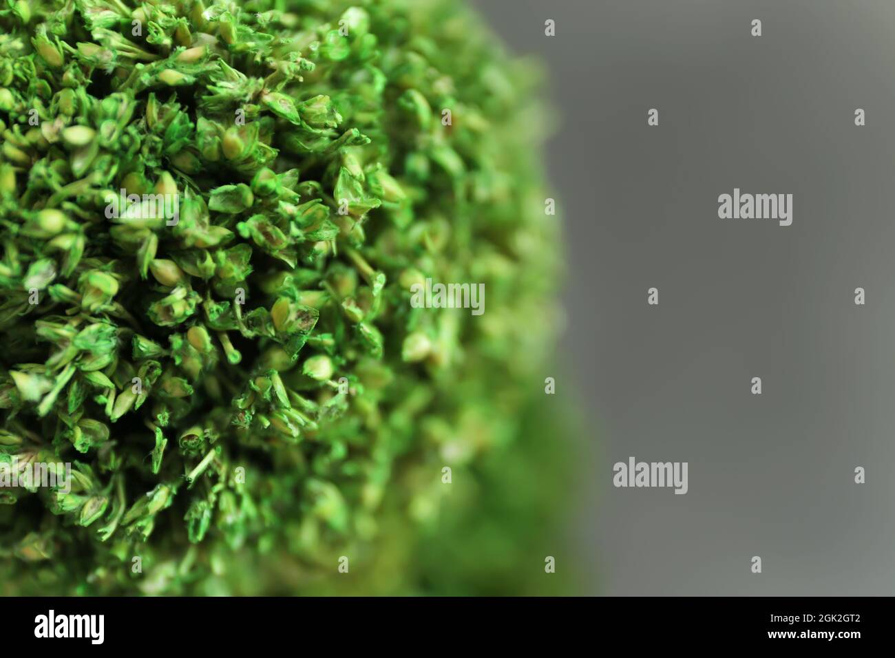 Macro view of green plant Stock Photo - Alamy