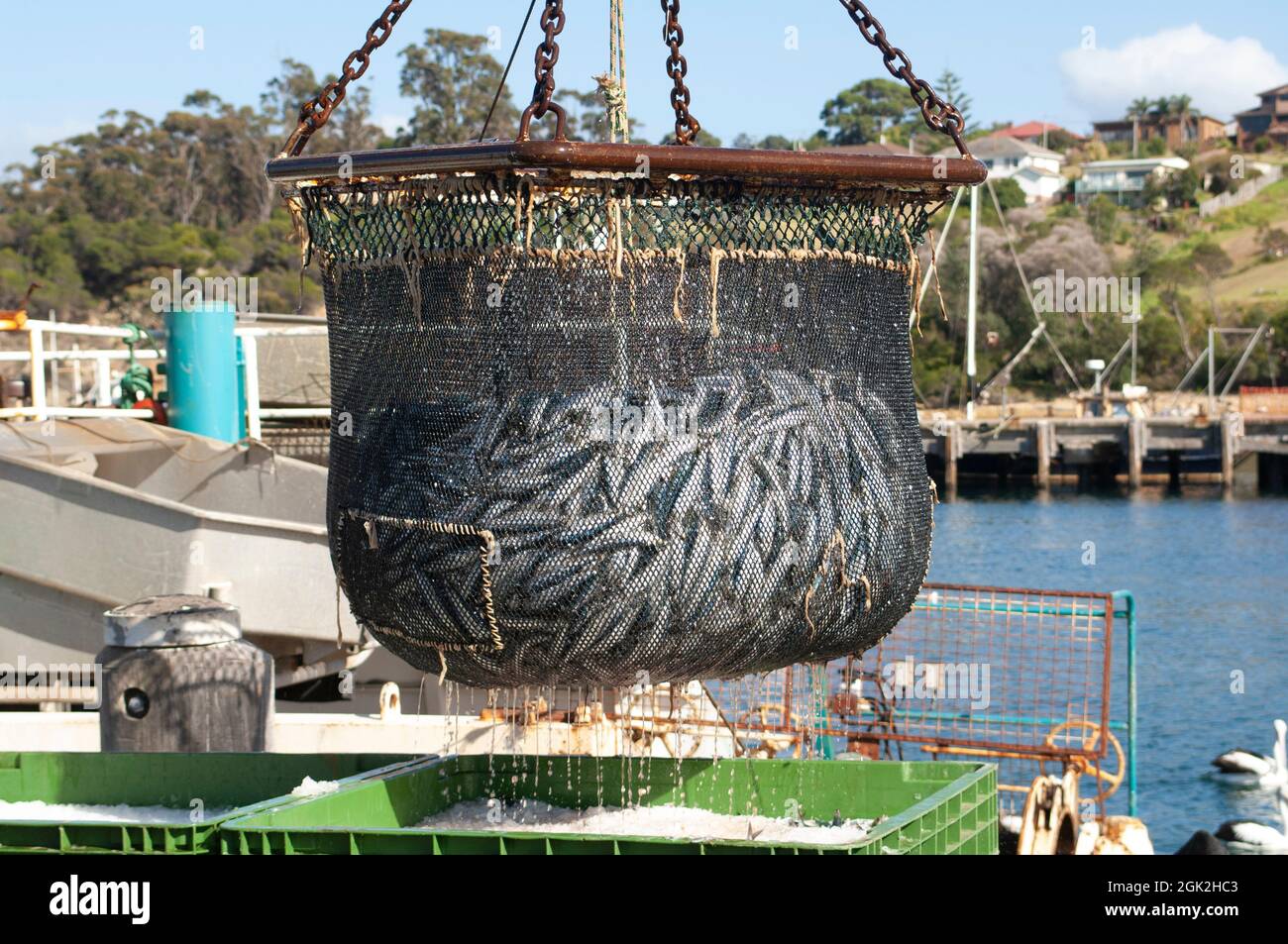 Pilchards being unloaded from fishing boats. To be processed and sent ...