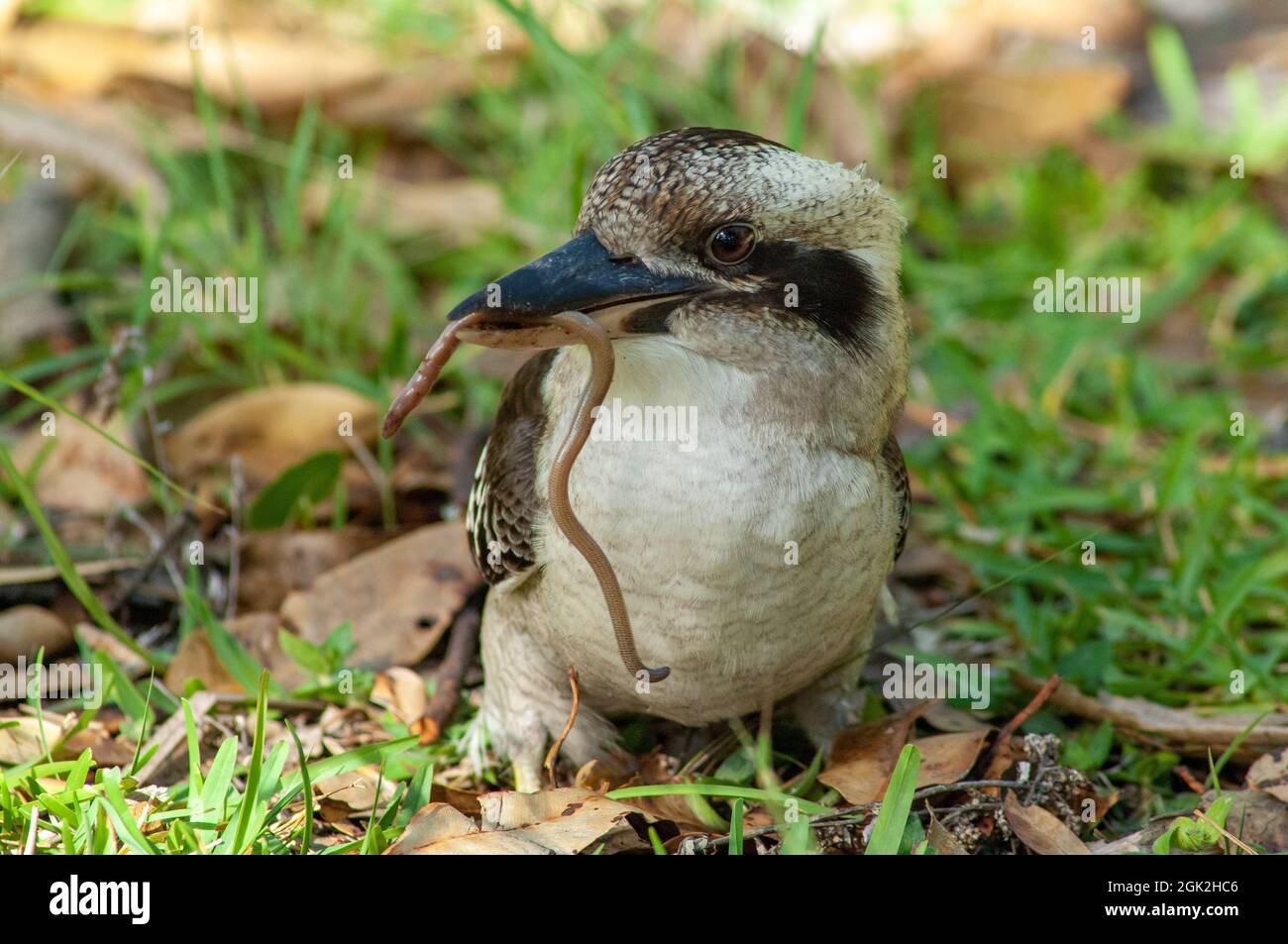 Early bird catch the worm hi-res stock photography and images - Alamy