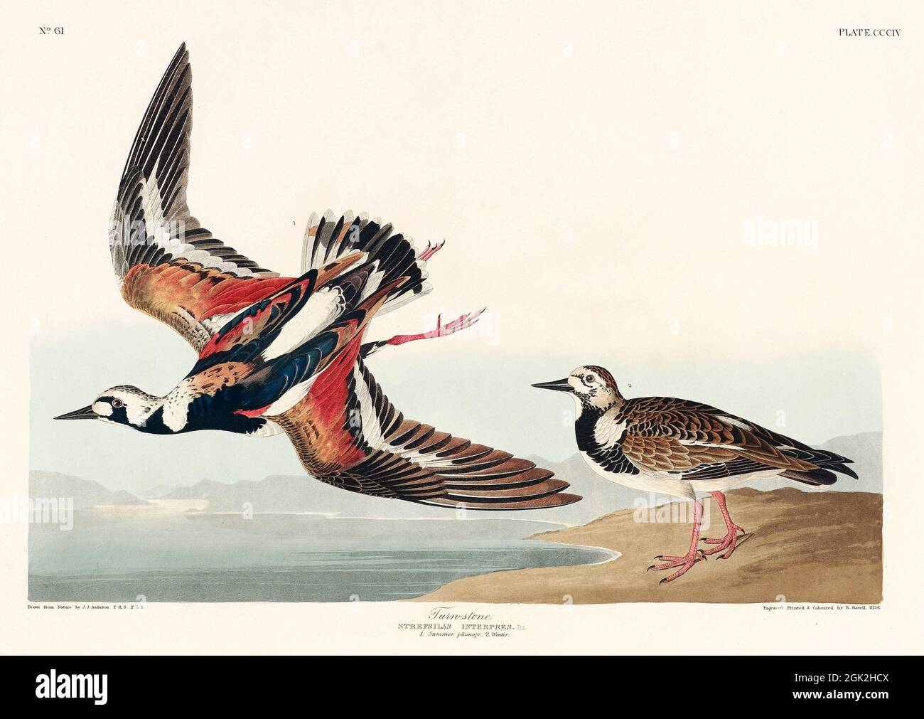 Audubon drawing hi-res stock photography and images - Alamy