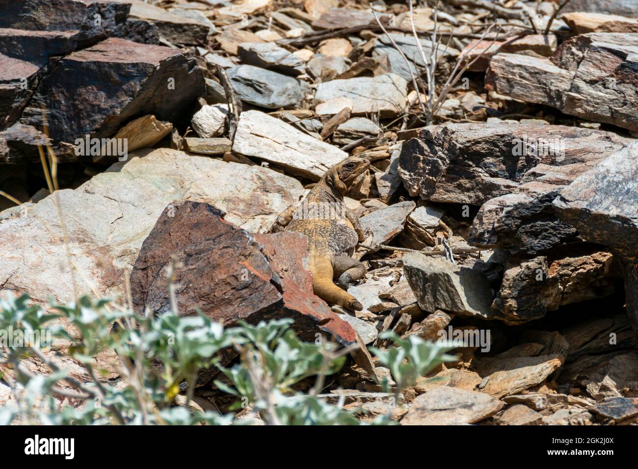 Shot of a chuckwalla spotted in the Piestewa Peak Park in Phoenix ...