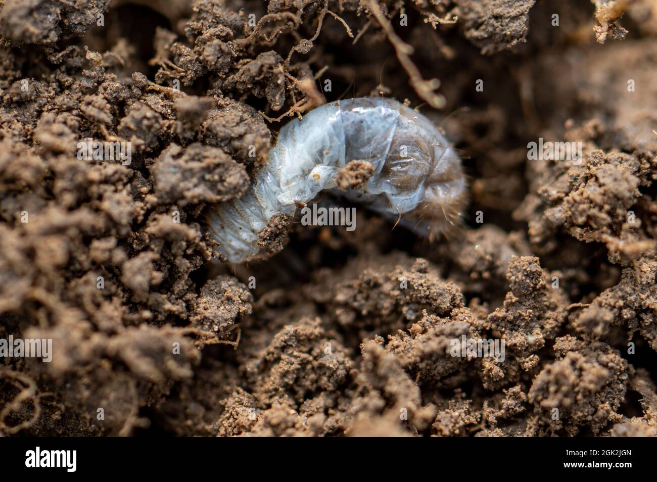 Grass grub beetles hi-res stock photography and images - Alamy