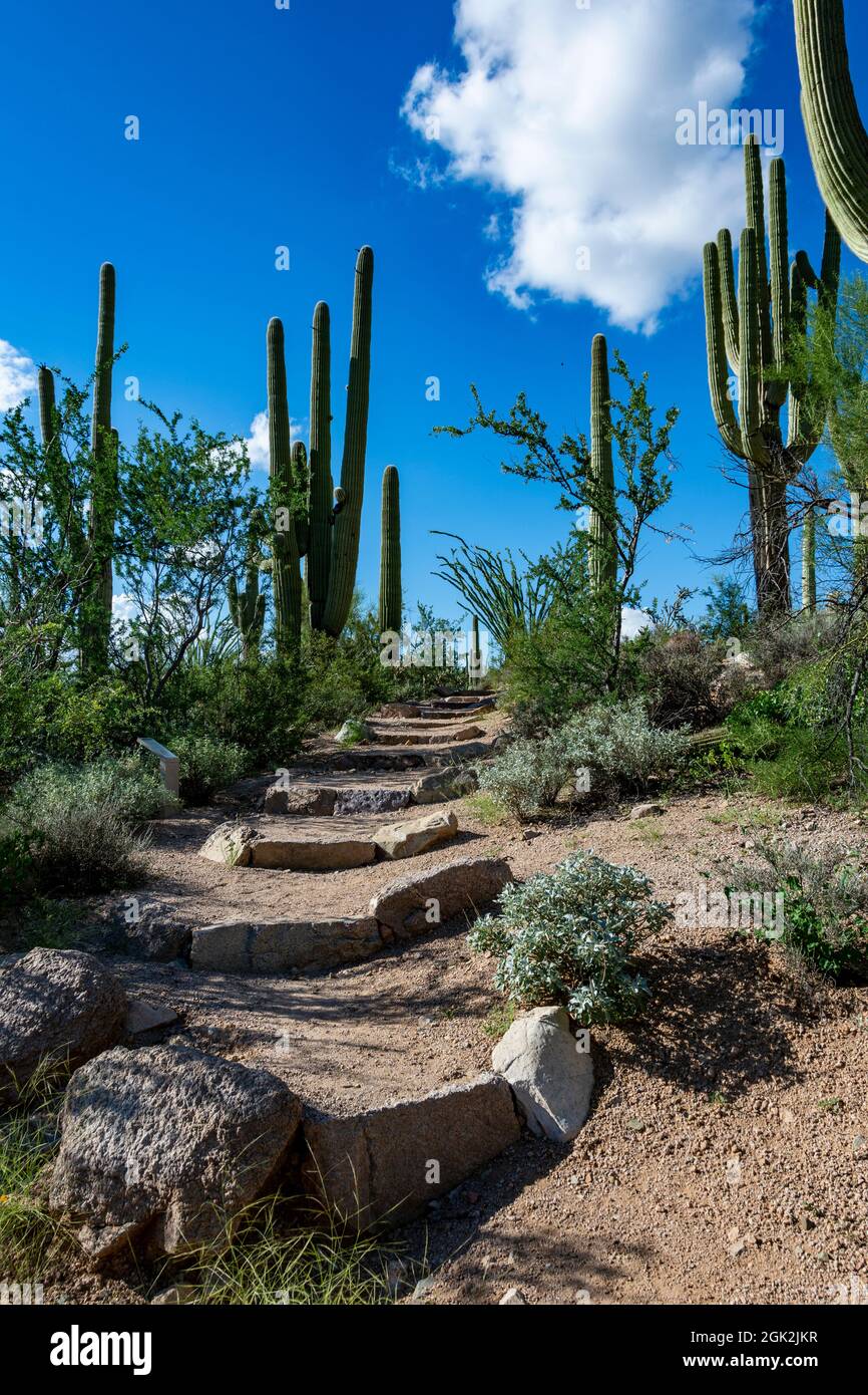 Stairs one of the foot trails in the west part of the Saguaro National ...
