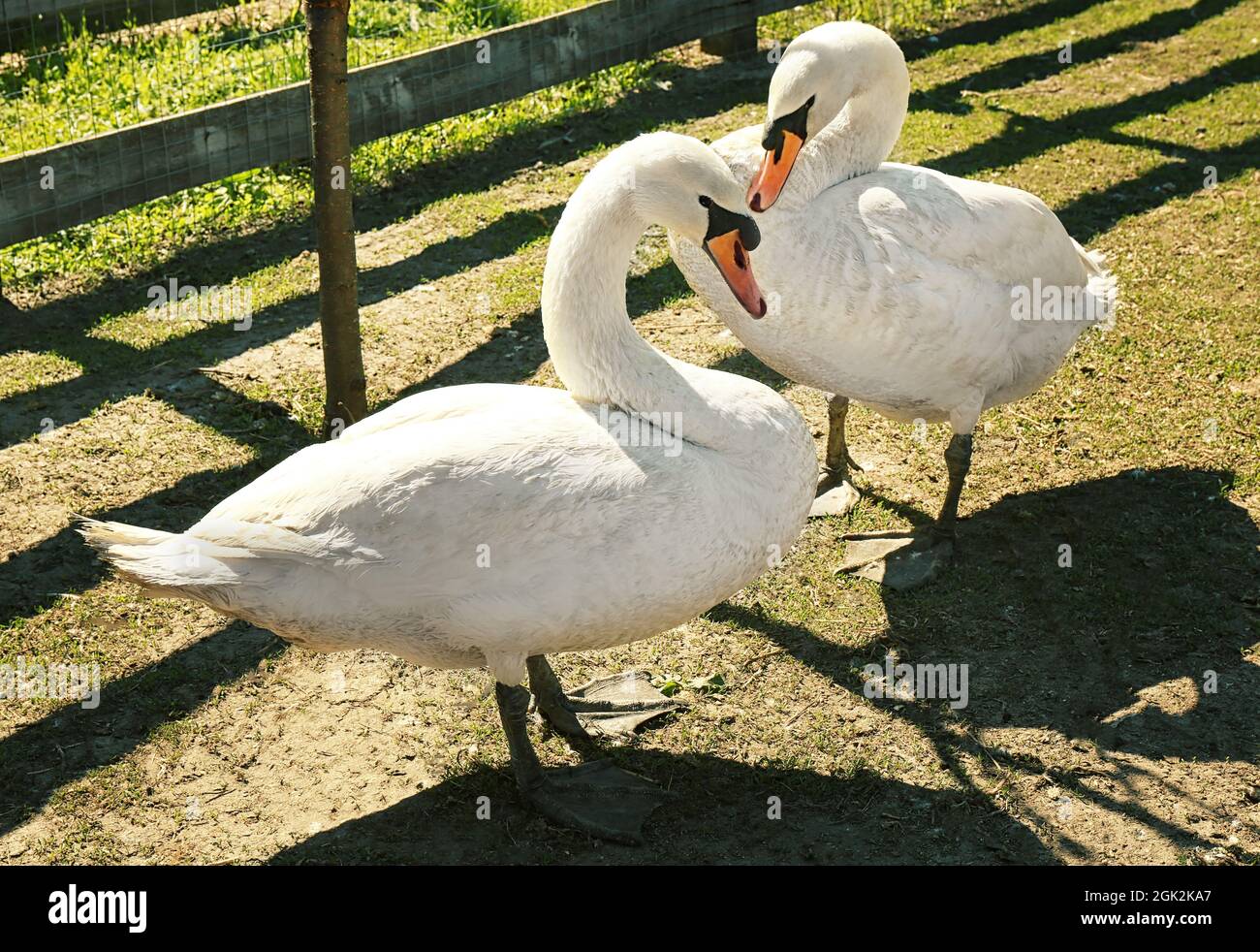 Aviary with green grass and swans on farm Stock Photo - Alamy