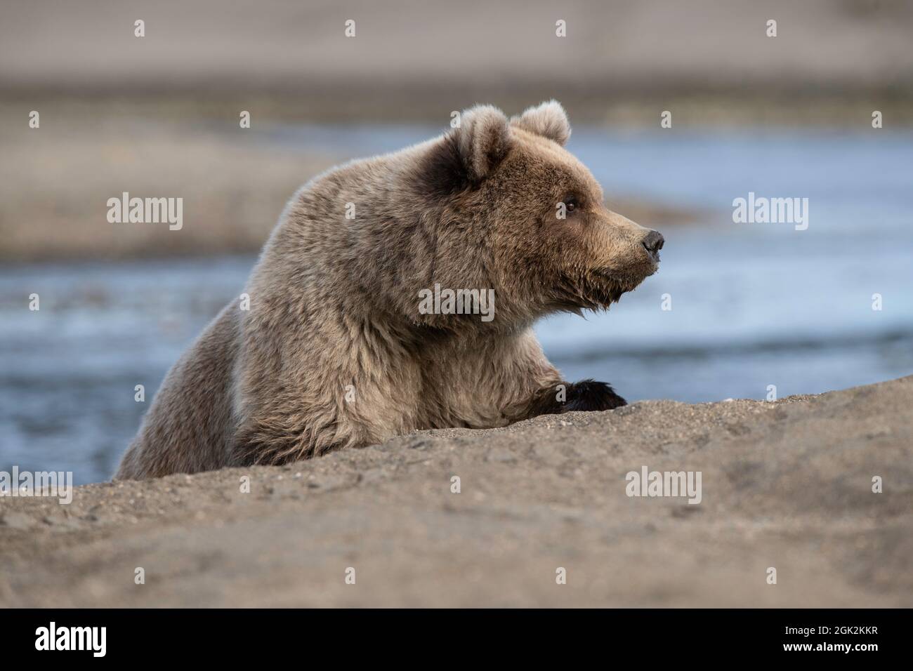 Alaskan Coastal Brown Bear Cub at Beach Stock Photo - Alamy
