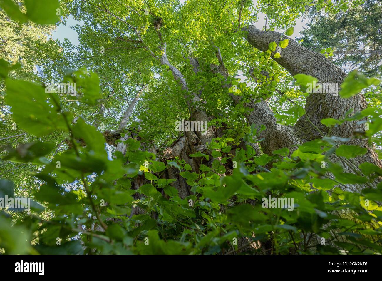 Najevska lipa is the widest tree in Slovenia in the Koroska region ...