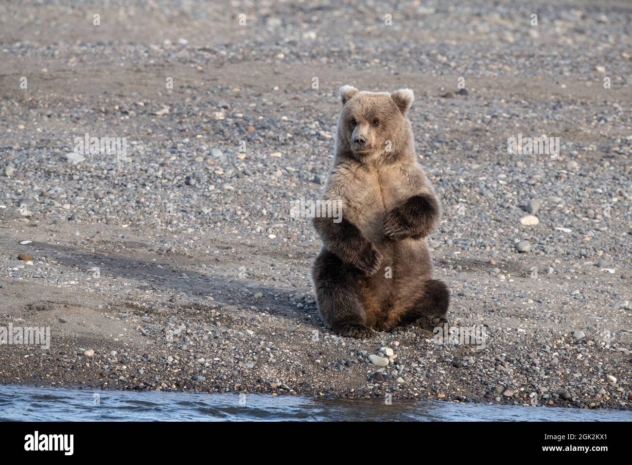 Alaskan Coastal Brown Bear Cub at Beach Stock Photo - Alamy