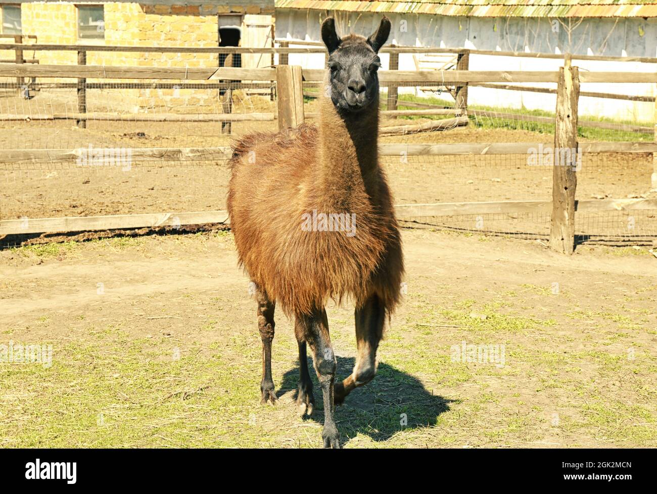 Cute llama in enclosure on farm Stock Photo - Alamy
