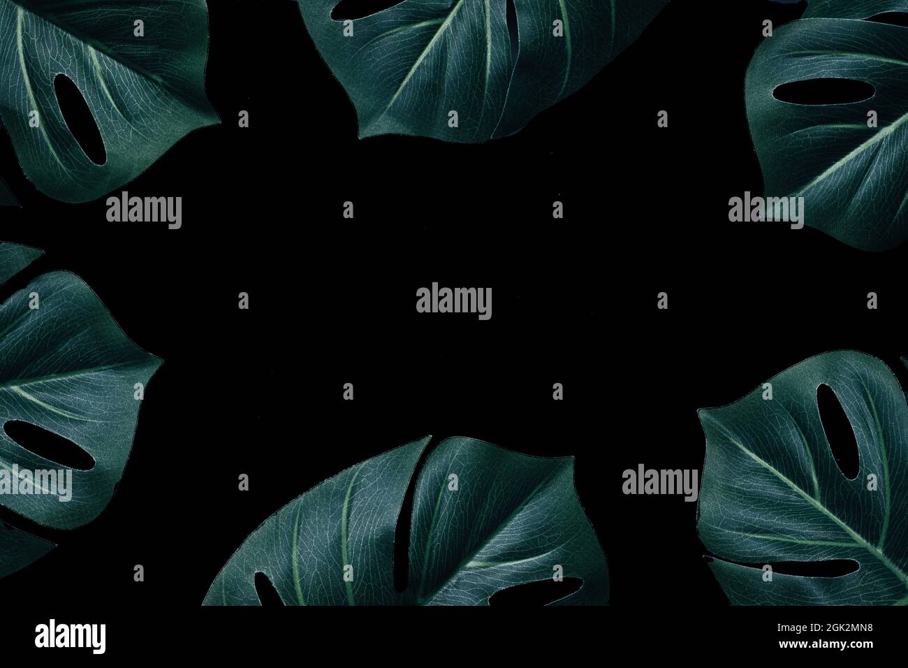 Jungle minimal layout magic monstera leaves in the rainforest as a ...