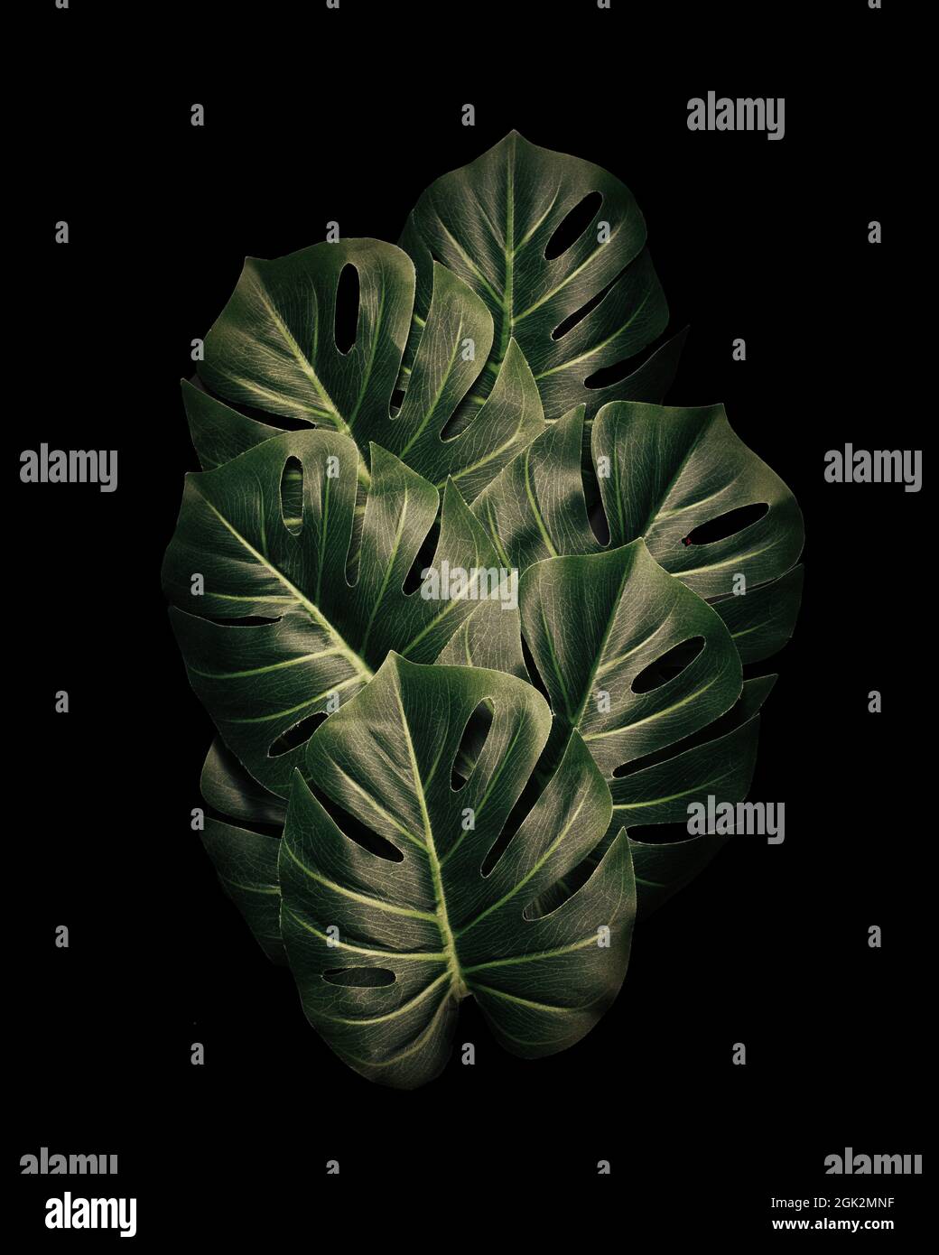 Decorative summer magic palm monstera leaves on black background ...