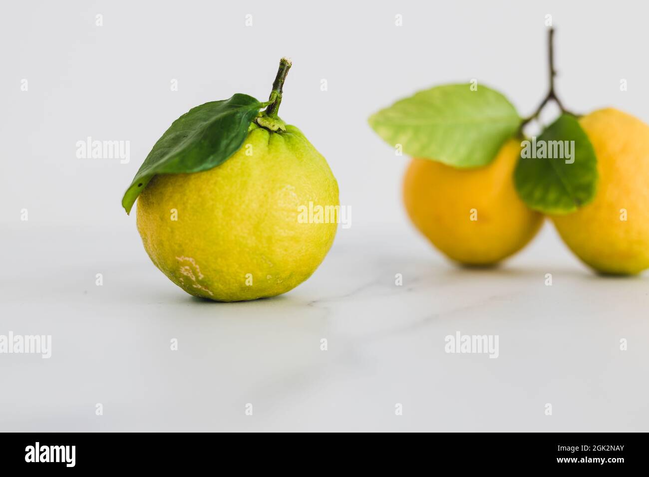 freshly picked lemons with leaves on white background shot at shallow ...