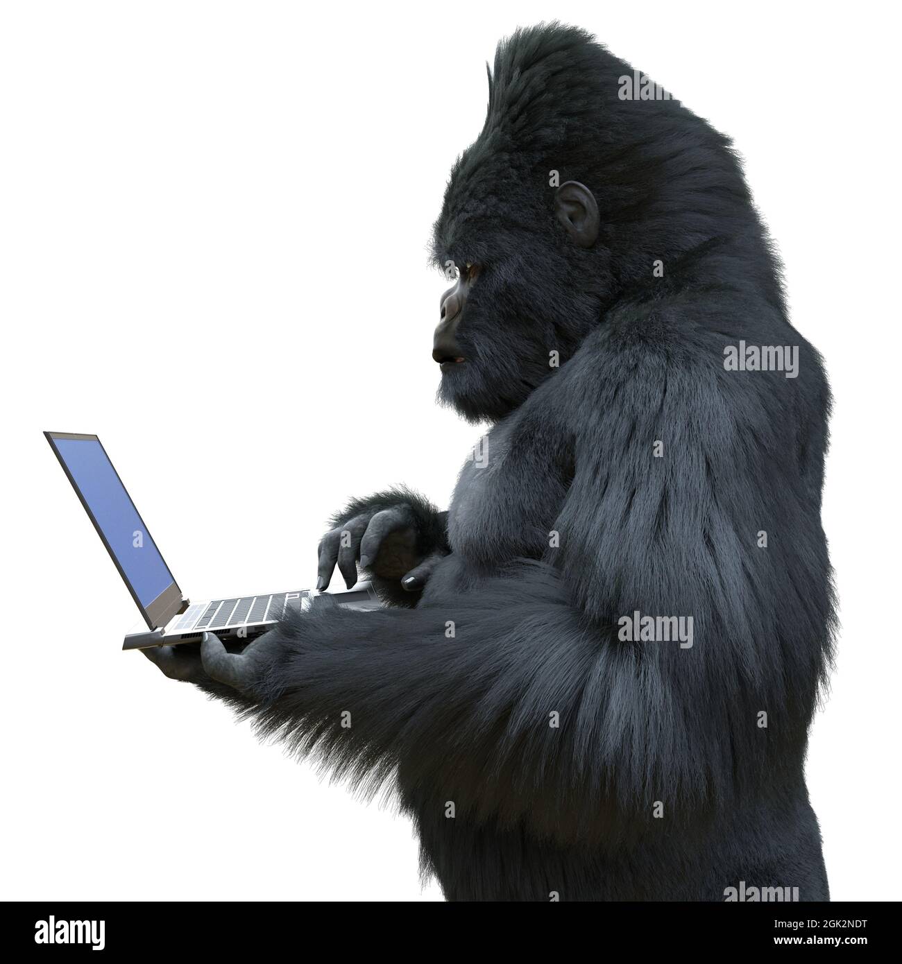 Black silver gorilla with laptop concept 3d illustration isolated on ...