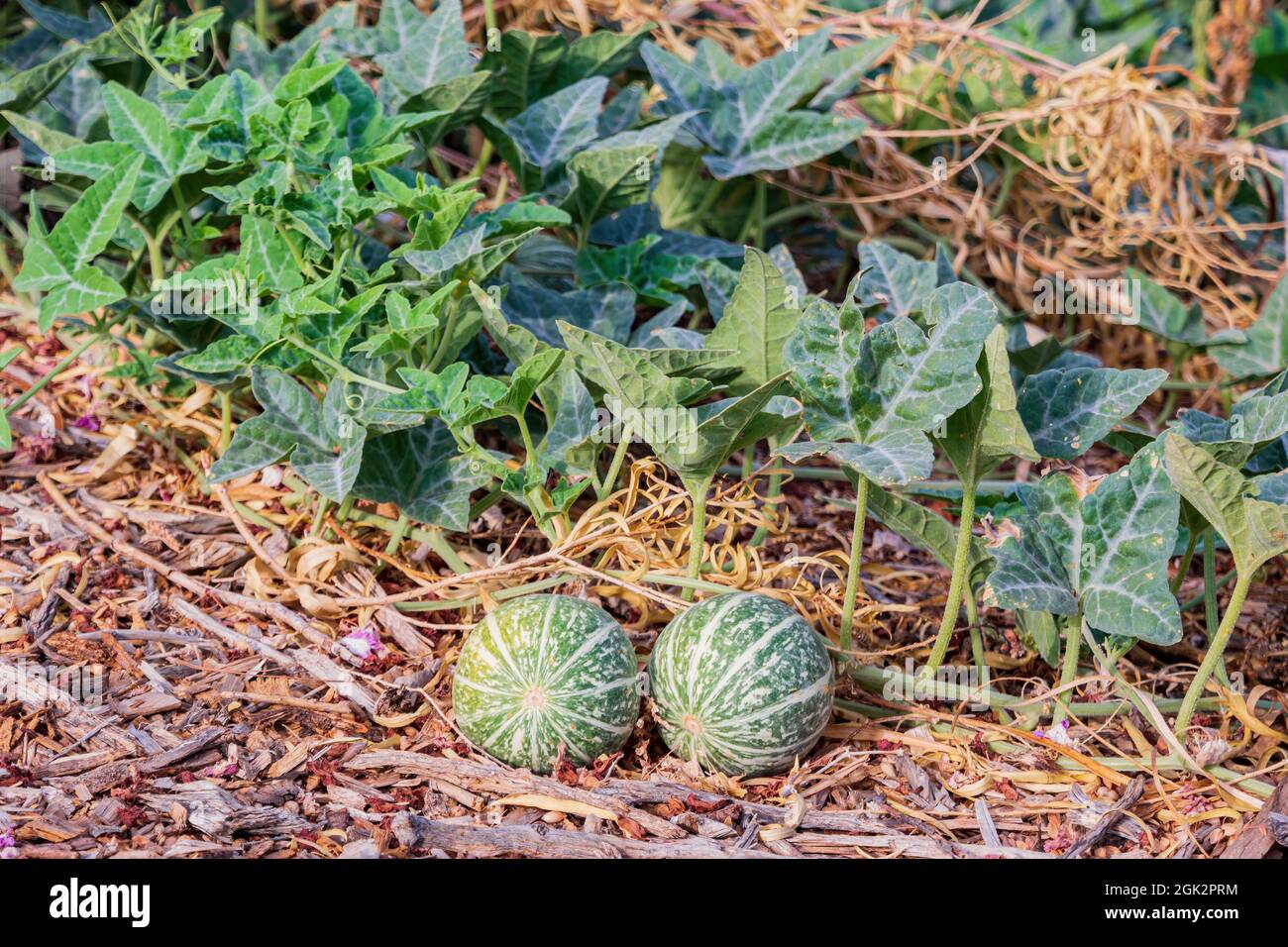 Close up shot of Citrullus colocynthis fruit on the ground at Las Vegas ...