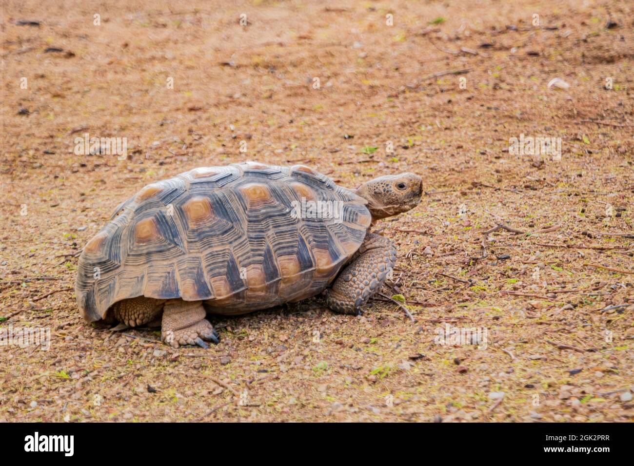 Nevada desert tortoise hi-res stock photography and images - Alamy