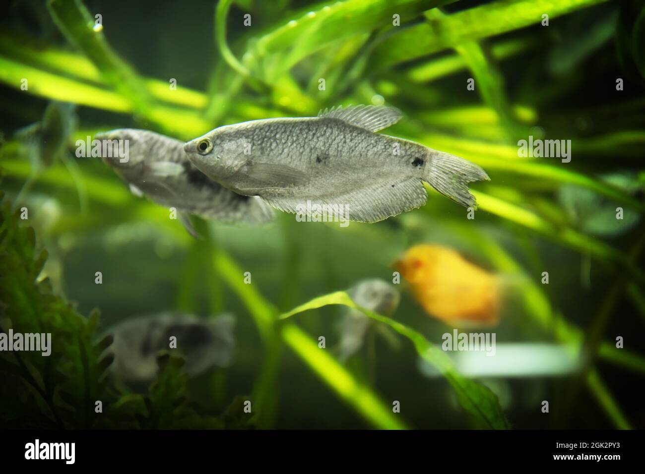 Beautiful exotic fish in aquarium Stock Photo - Alamy