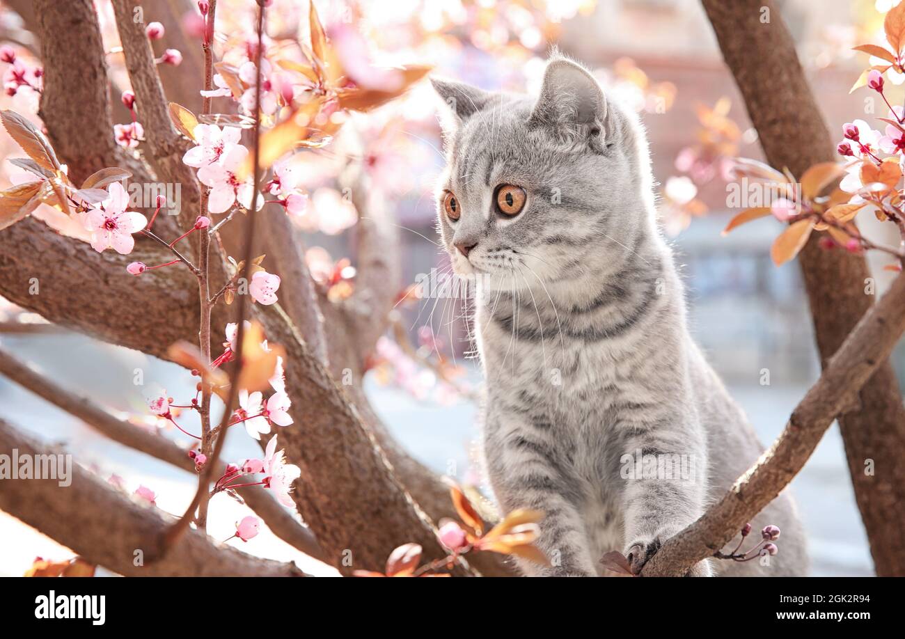 Domestic Cat Cherry Tree High Resolution Stock Photography and Images ...