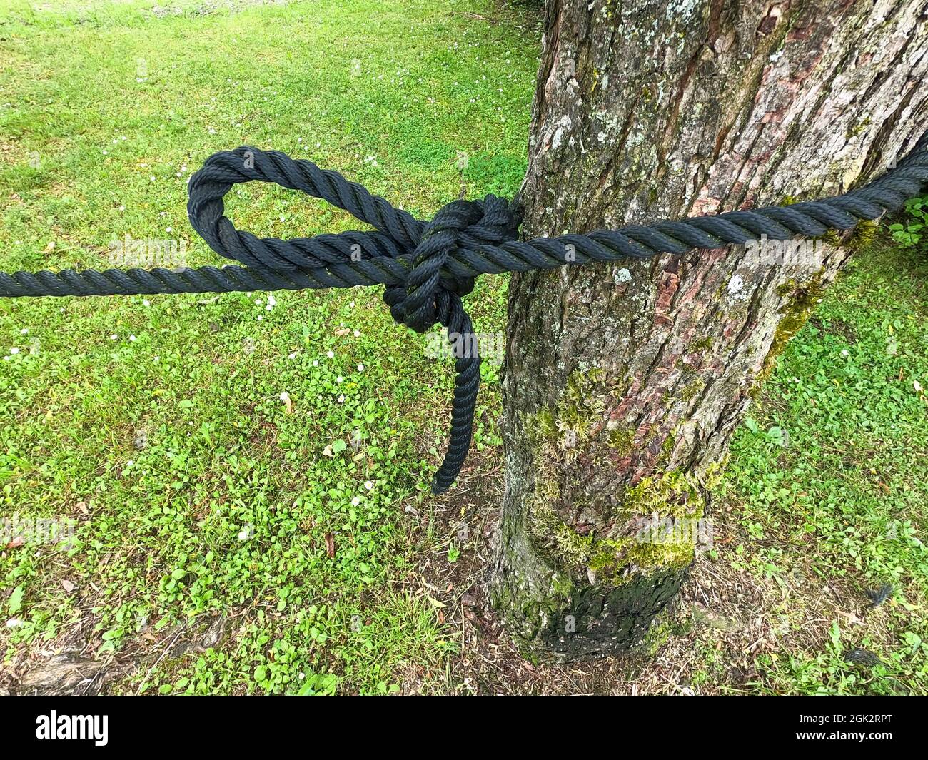 Closeup shot of a black knot tied over a tree trunk in a grassy field ...