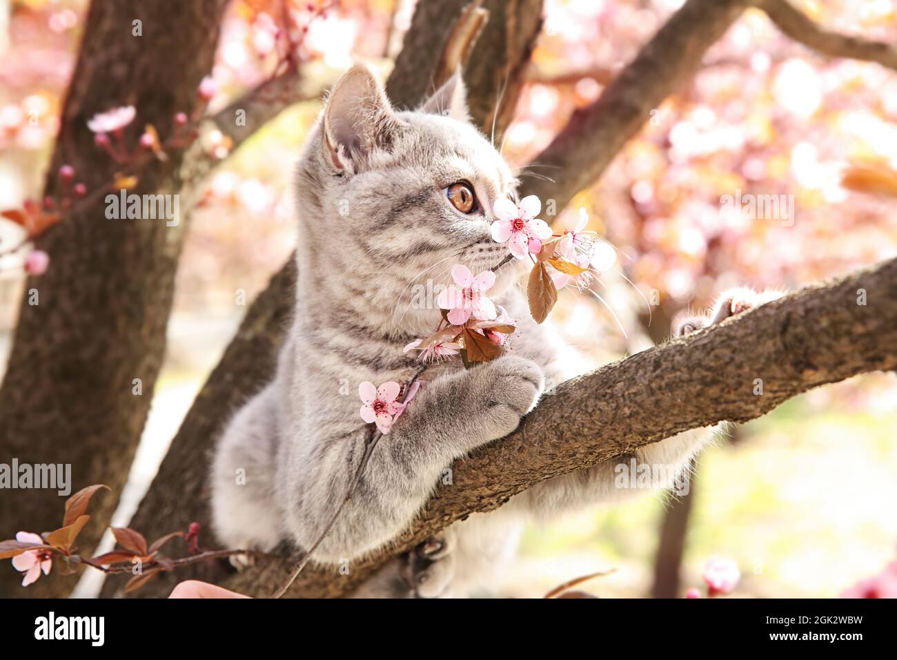Domestic Cat Cherry Tree High Resolution Stock Photography and Images ...