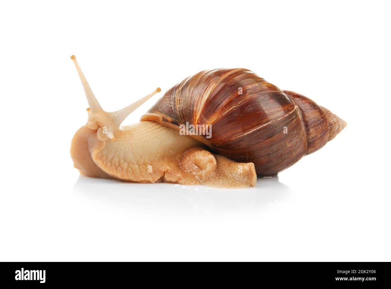 Giant Achatina snail on white background Stock Photo - Alamy
