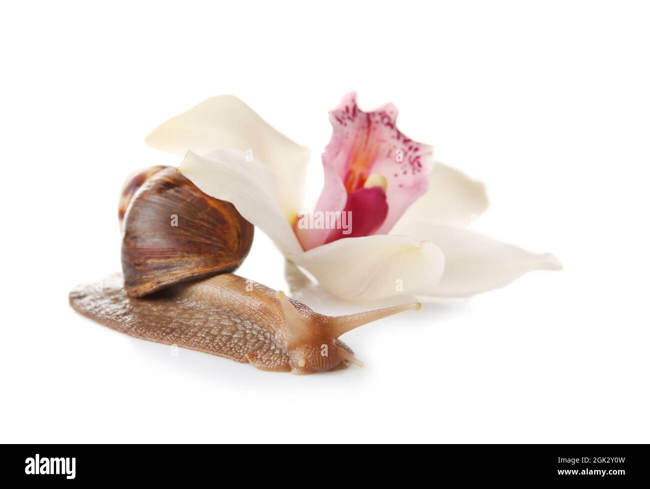 Giant Achatina snail and flower on white background Stock Photo - Alamy