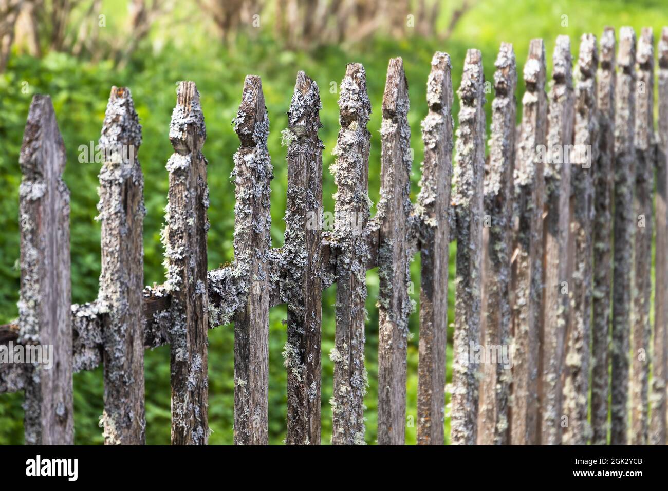 Old gray wooden fence with lichen growing on it, rural Russian ...