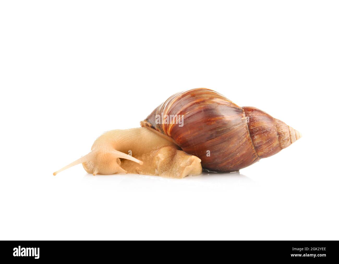 Giant Achatina snail on white background Stock Photo - Alamy