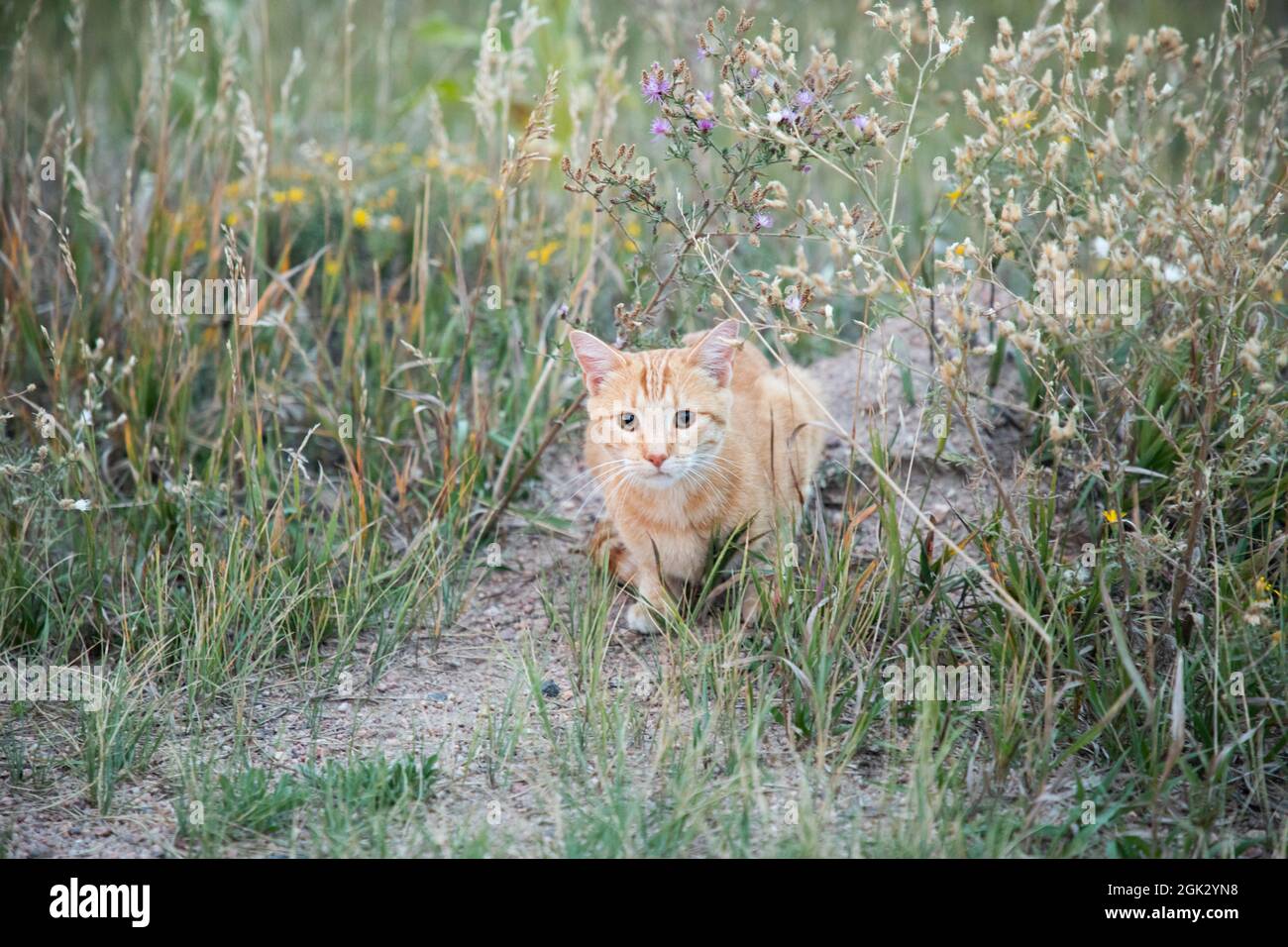 Domestic Orange Short Haired Cat Sitting in Grass Yard with Flowers ...