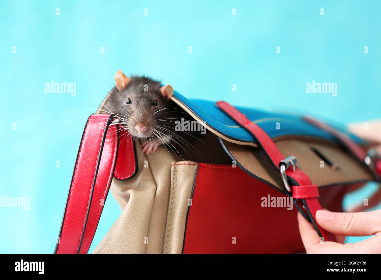 Cute rat in bag on color background Stock Photo - Alamy