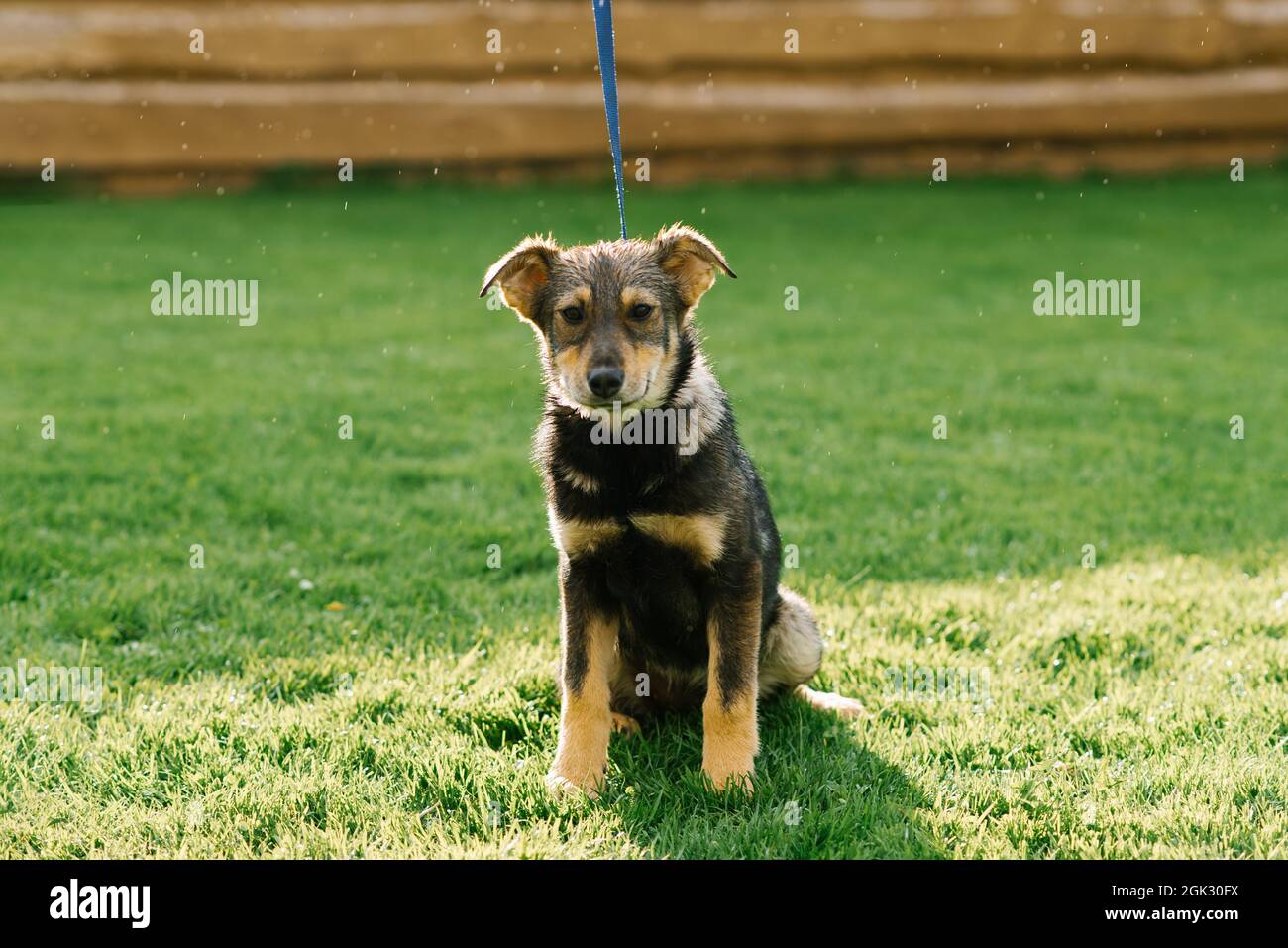 A sad mixed breed dog looks sad after the rain and sits on the green ...