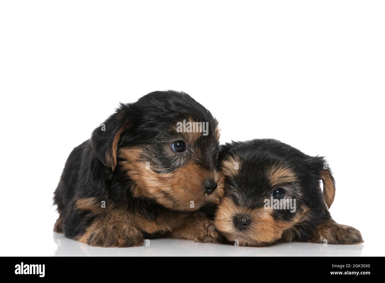 two little yorkshire terrier dogs showing love for one another on white ...