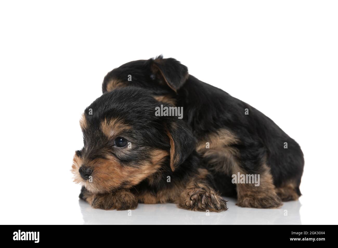 two little yorkshire terrier dogs hugging each other on white ...