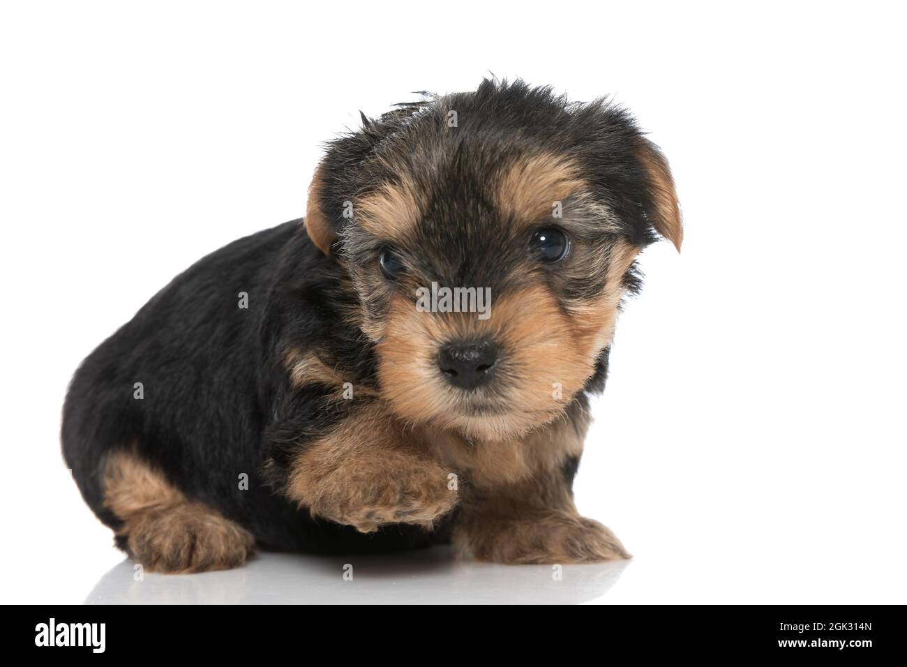 Dog Lying Down Side View